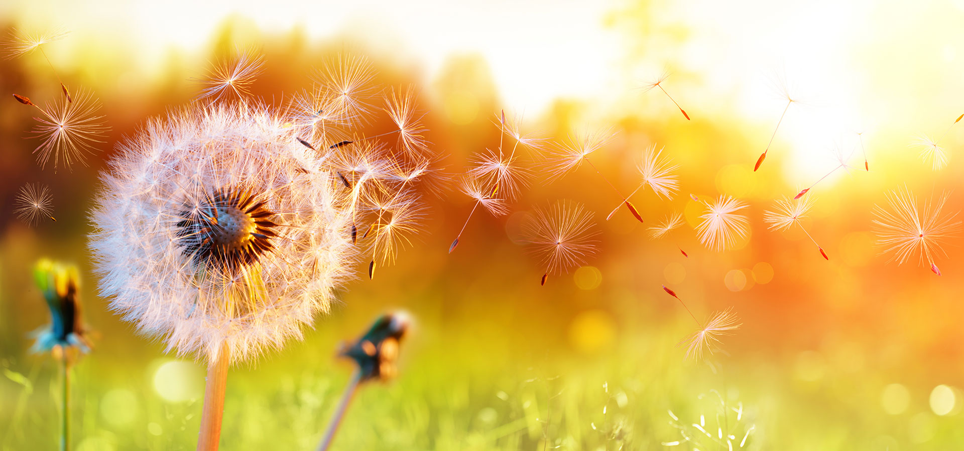 Well of Life Center Specials - Well of Life Center for Natural Health